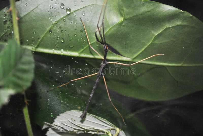 A Stick Insect on a Green Leaf. Damp Environment Stock Image - Image of ...