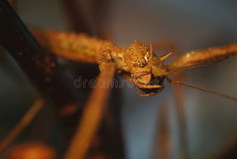 Stick Insect Horned Head Insect Stock Photo - Image of stick, hobby ...