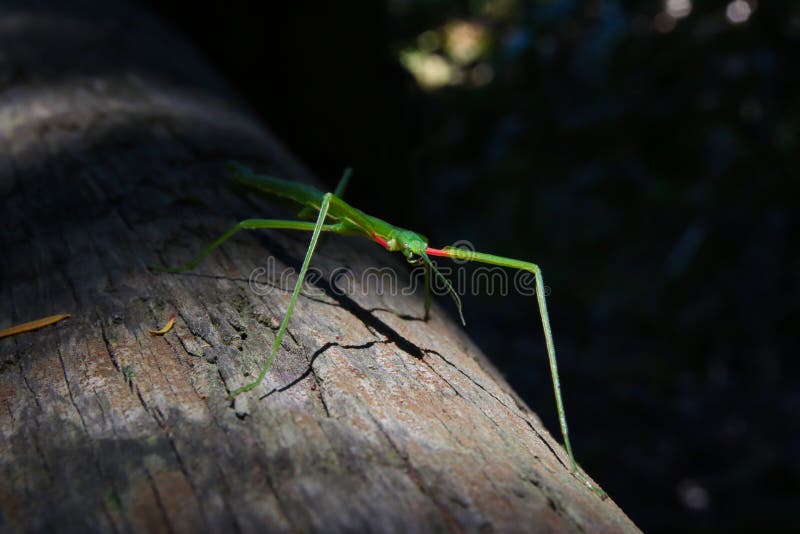 Stick insect stock photo. Image of scary, stick, insect - 94278434