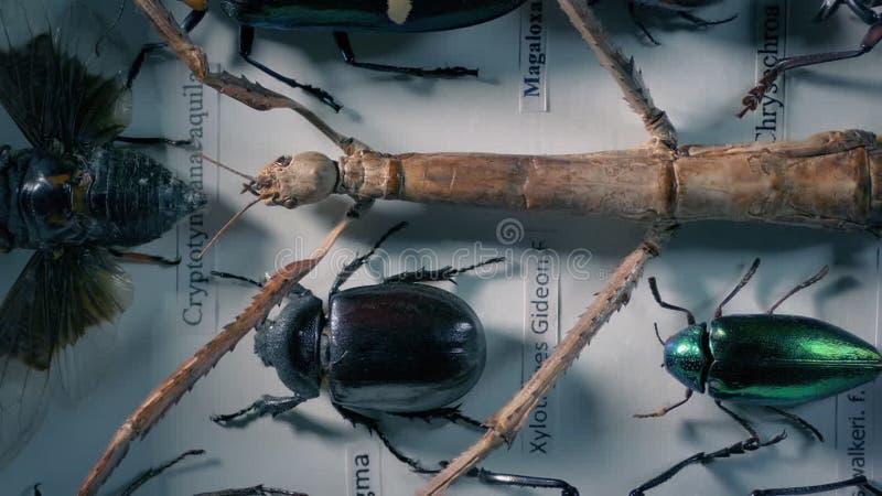 Stick Insect in Display Case Stock Footage - Video of animal, class ...