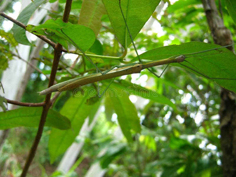 , stick insect stock photo. Image of green, cryptic, evolution - 58837282