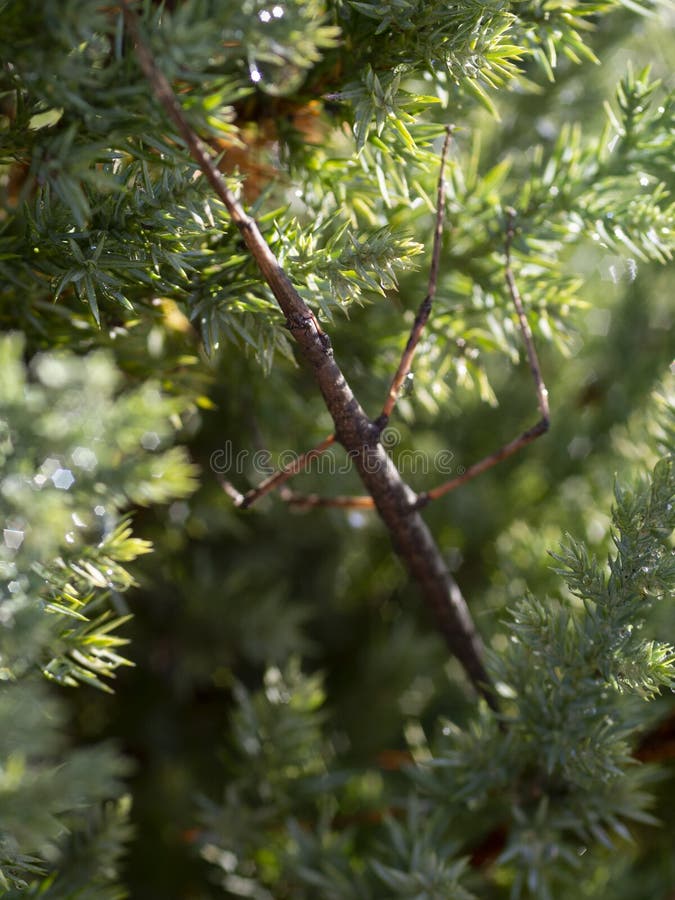 Stick Insect Phasmatodea on a Branch of a Coniferous Tree Stock Photo ...