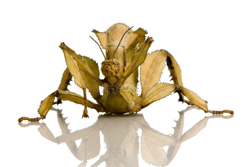 Stick Insect, Phasmatodea - Extatosoma Tiaratum Stock Image - Image of ...