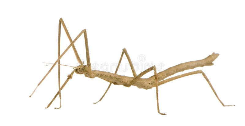 Stick Insect, Phasmatodea - Medauroidea Extradenta Stock Photo - Image ...