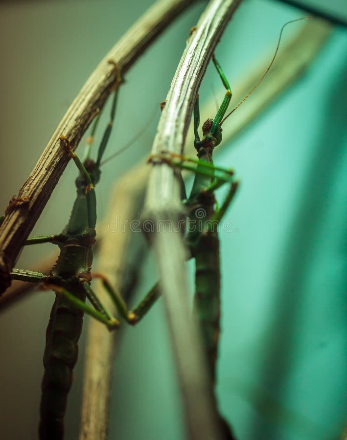 Stick insect on a plant stock photo. Image of stick, grand - 85230422