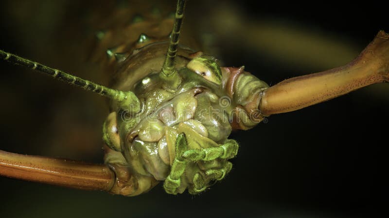 Acrophylla Titan Stock Photos - Free & Royalty-Free Stock Photos from ...