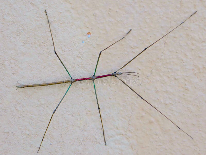 Stick Insect stock photo. Image of wall, sardinia, textured - 80967158