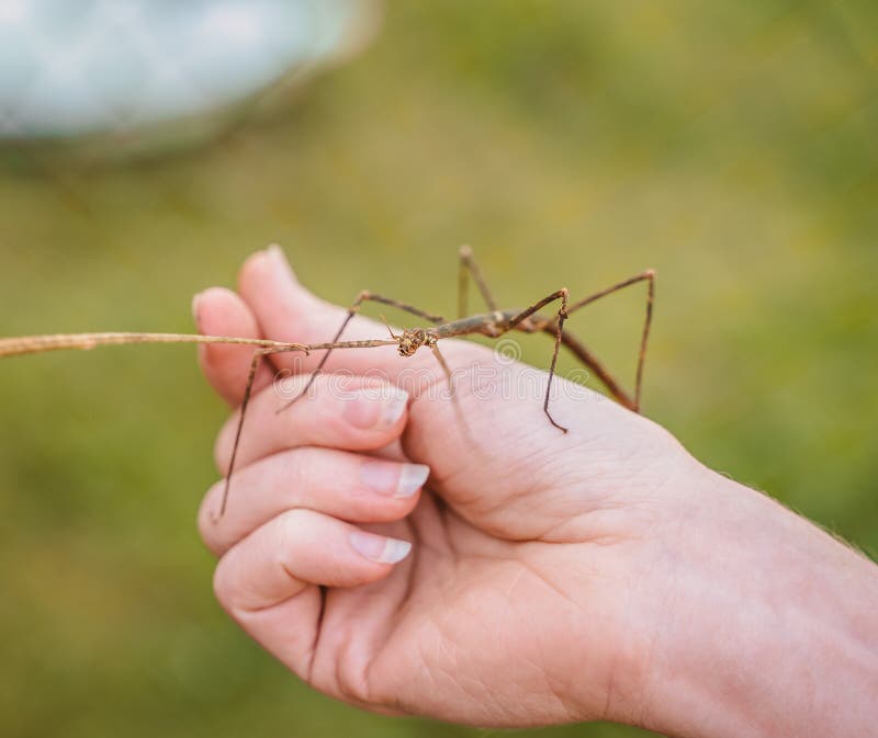 Stick Insect Sits on the Biologist`s Arm. the Study of Rare Exotic ...