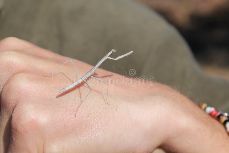Stick insect on a hand stock photo. Image of animal - 241285622