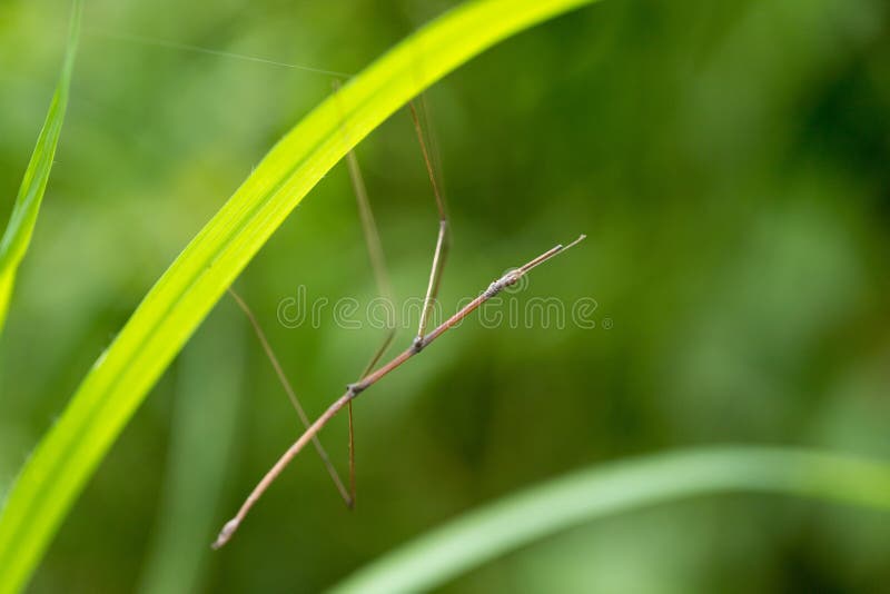 Tropical stick insect stock image. Image of brown, leaf - 25334139