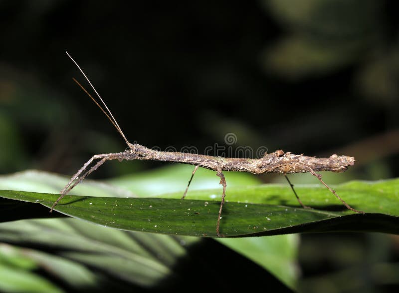 Stick Insect stock photo. Image of amazon, south, research - 248310602