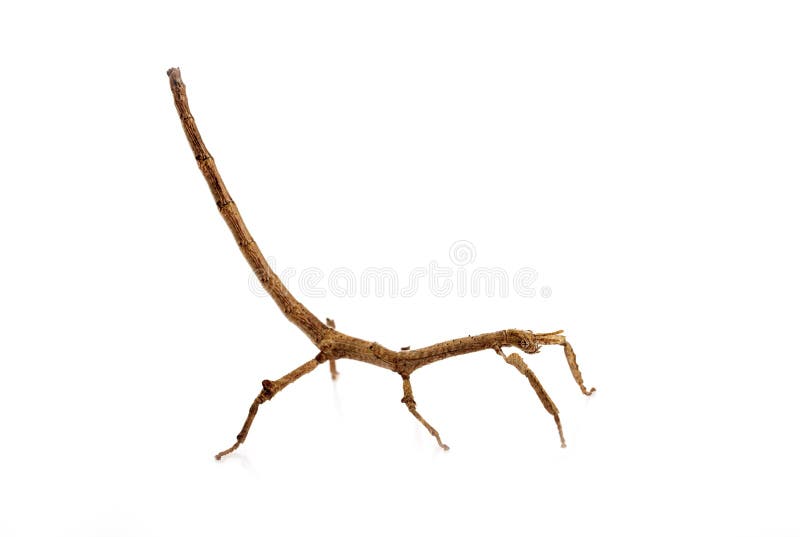 192 Stick Insect Terrarium Stock Photos - Free & Royalty-Free Stock ...