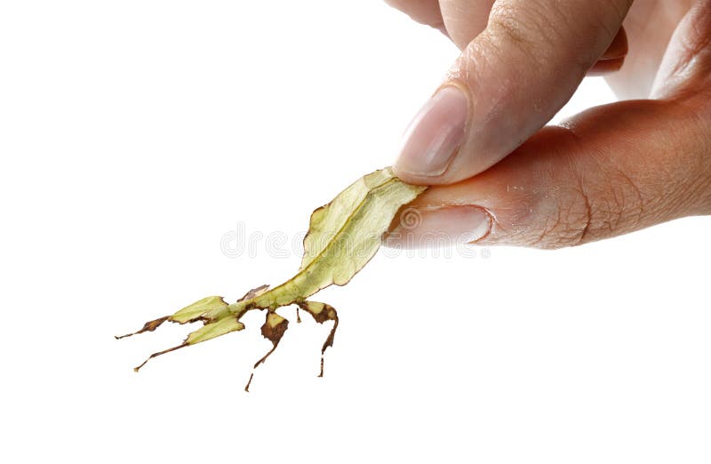 Stick insect in studio stock photo. Image of phasmids - 246146994