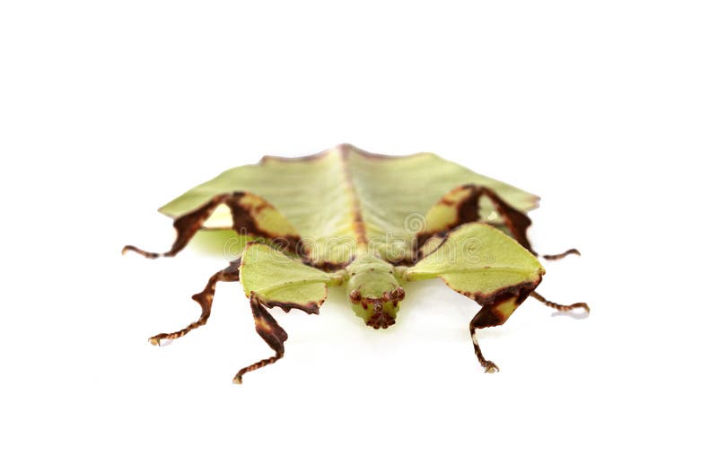 Stick insect in studio stock image. Image of phasmatodea - 251771259