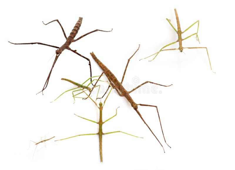 Stick insect in studio stock image. Image of phasmatodea - 251771259