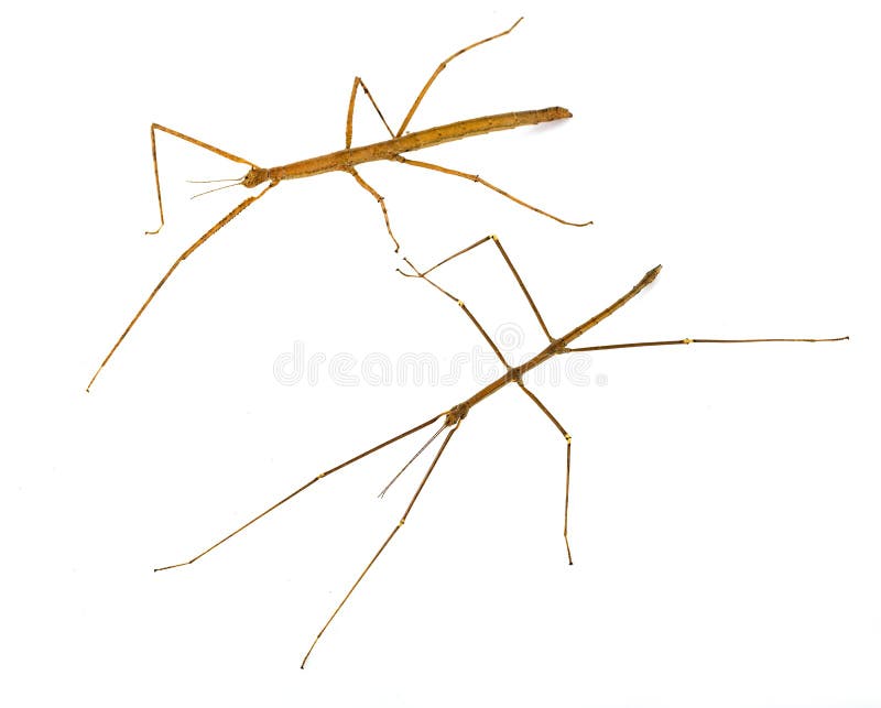 Stick insect in studio stock image. Image of phasmatodea - 251771259