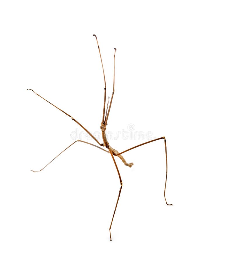 Stick insect in studio stock image. Image of phasmatodea - 251771259