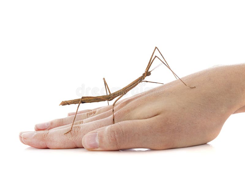 Stick insect in studio stock image. Image of phasmatodea - 251771259