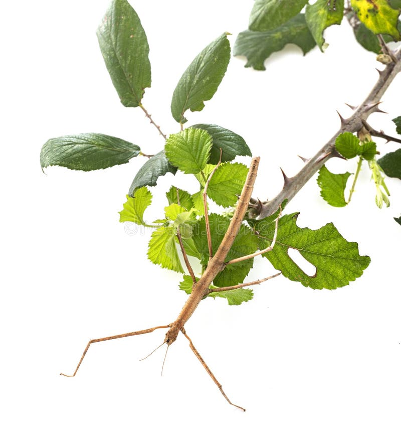 Stick insect in studio stock image. Image of phasmatodea - 251771259