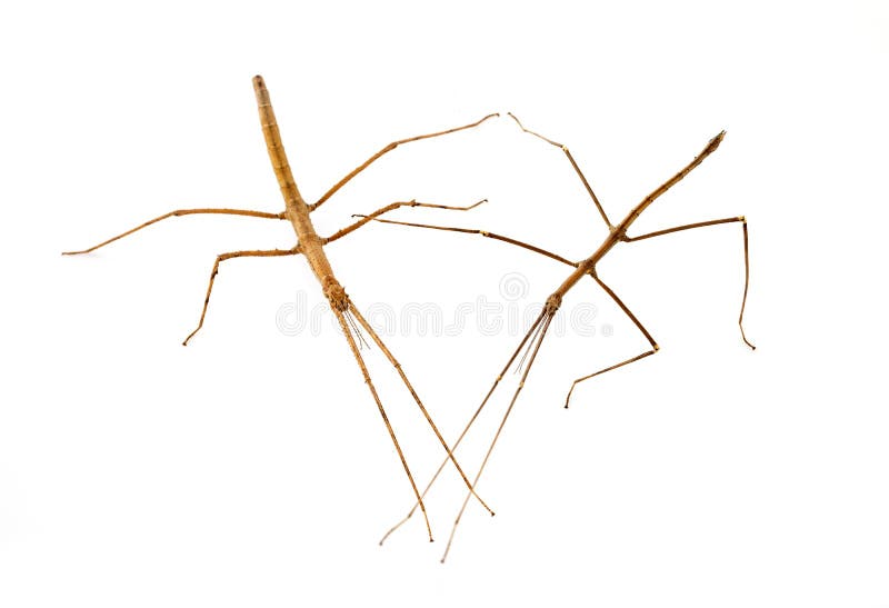 Stick insect in studio stock image. Image of phasmatodea - 251771259
