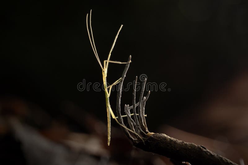 The Stick Insect in Thailand and Southeast-Asia Stock Image - Image of ...