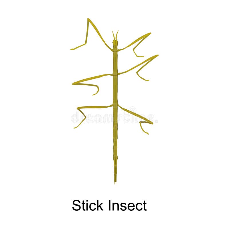 Stick insect stock illustration. Illustration of character - 14796606