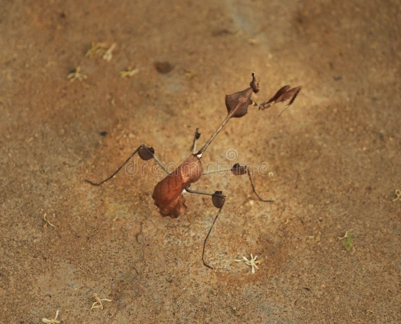 200 Phasmids Insects Stock Photos - Free & Royalty-Free Stock Photos ...