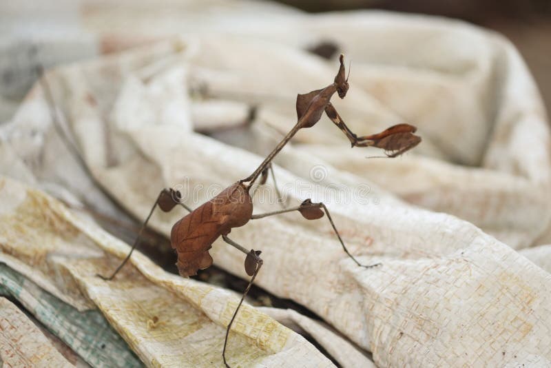 200 Phasmids Insects Stock Photos - Free & Royalty-Free Stock Photos from Dreamstime