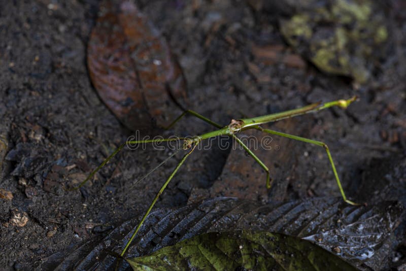 Stick Insects Order Phasmida Stock Image - Image of sumatra, arthropods ...