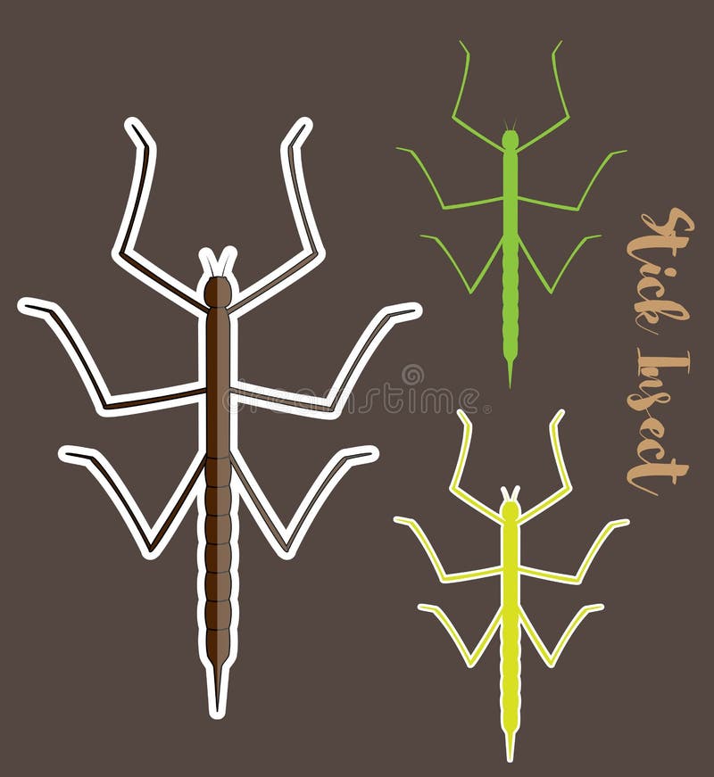 Stick Insects Vectors stock vector. Illustration of invertebrate - 94293052