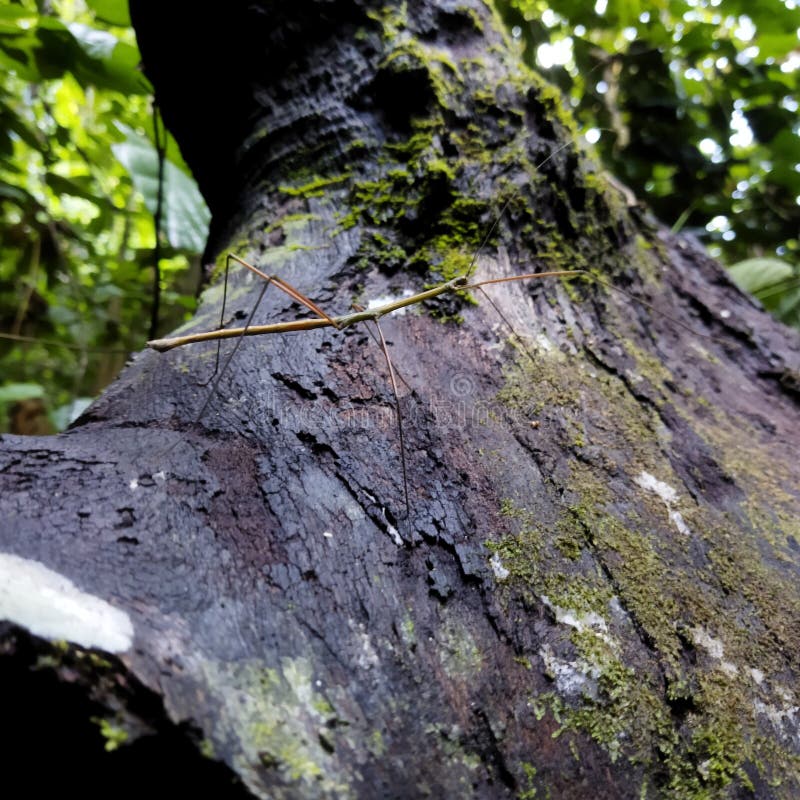 Stick Insects are on Weathered and Mossy Tree Trunks Stock Photo ...