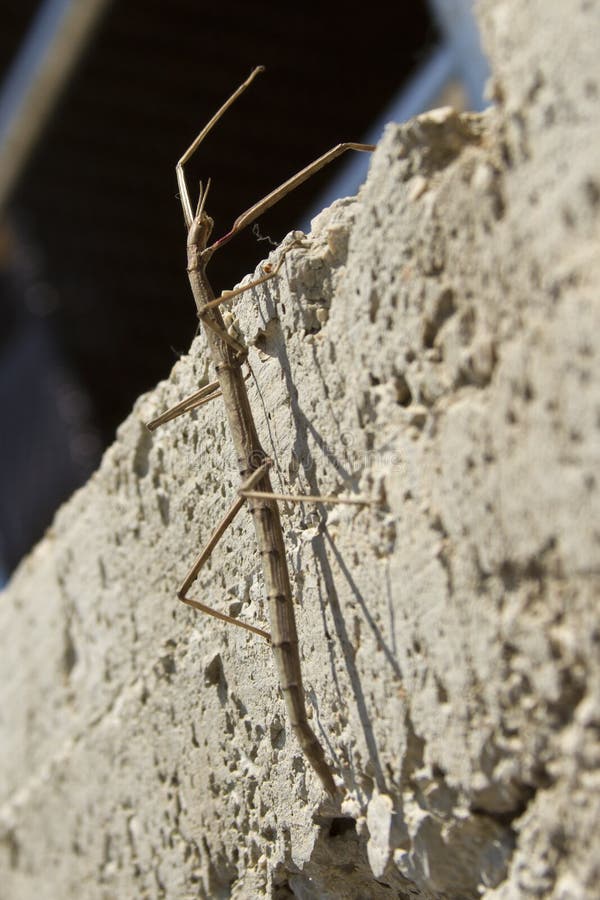 Stick insect - Phasmatodea stock image. Image of camouflage - 31732243