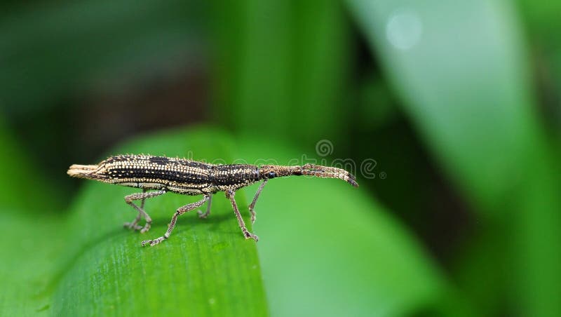A Stick Looking Insect stock photo. Image of macro, long - 26554984