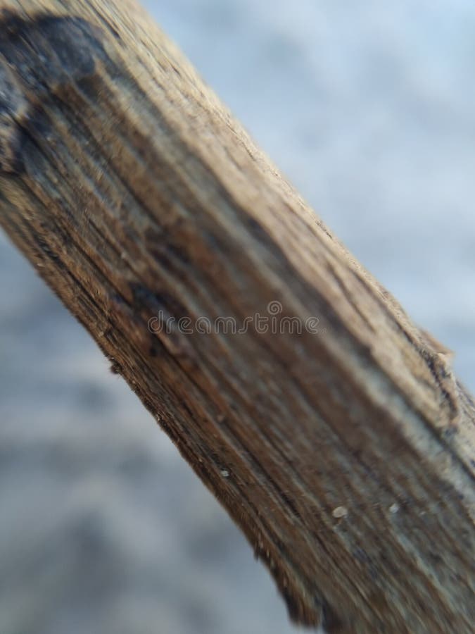 Stick stock photo. Image of still, nature, stick, macro - 163851290
