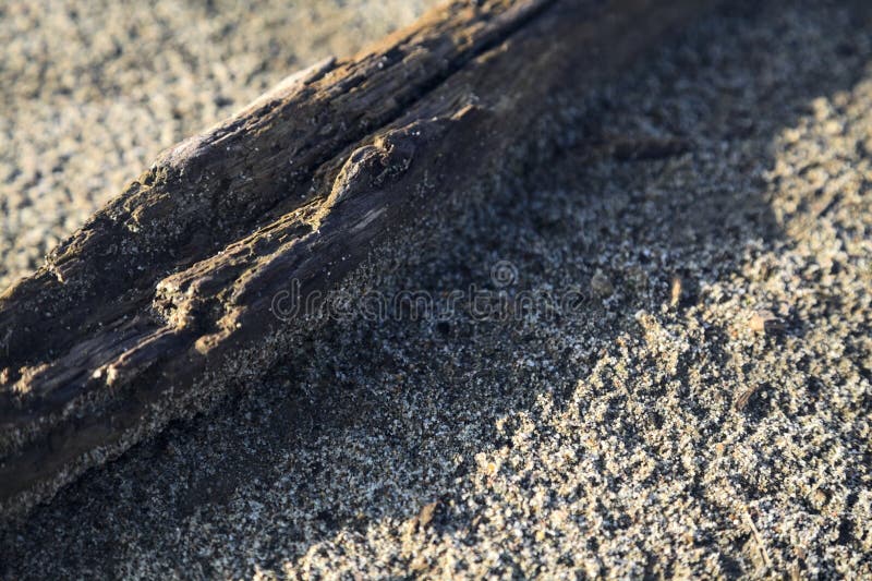 Stick on the Sand Seen Up Close Stock Image - Image of educate, exotic ...