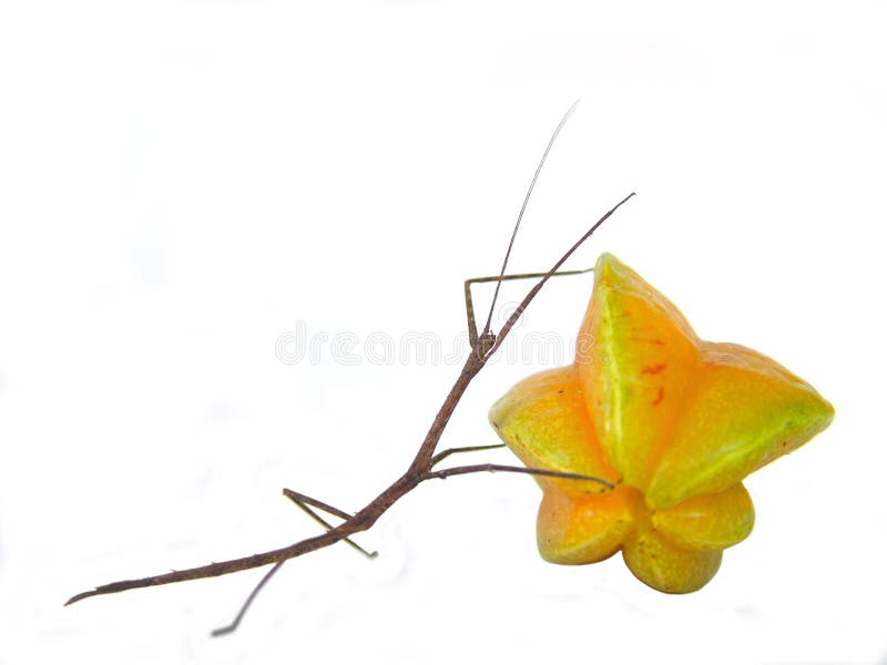 Stick and Star CARRY stock image. Image of climb, vegetable - 11894541