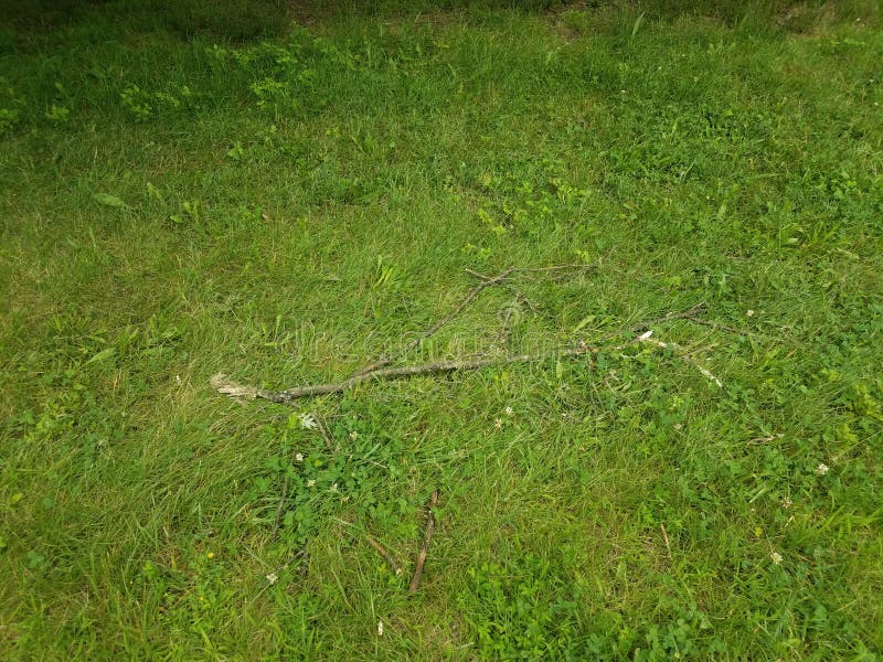 Stick or Tree Branch on Green Grass Stock Photo - Image of yard, lawn ...