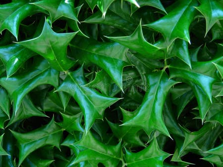 Sticker Bush stock photo. Image of green, shiney, leaves - 218370