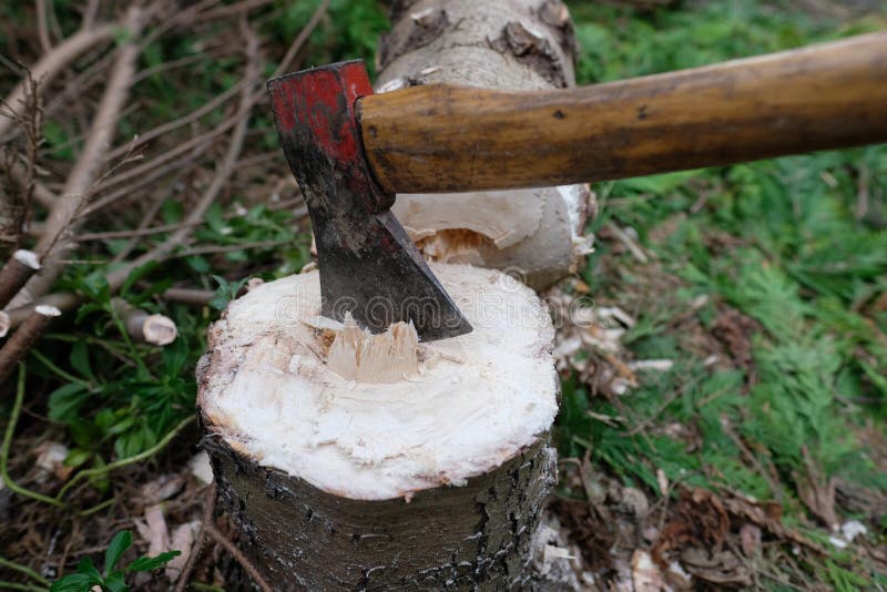 Sticking Ax in a Tree Stump Stock Image - Image of forestry, tree ...