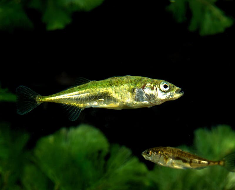 Stickleback, Gasterosteus Aculeatus Stock Photo - Image of aculeatus ...