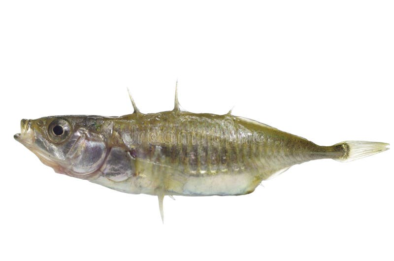 4,622 Cartoon Fish Photos - Free & Royalty-Free Stock Photos from ...