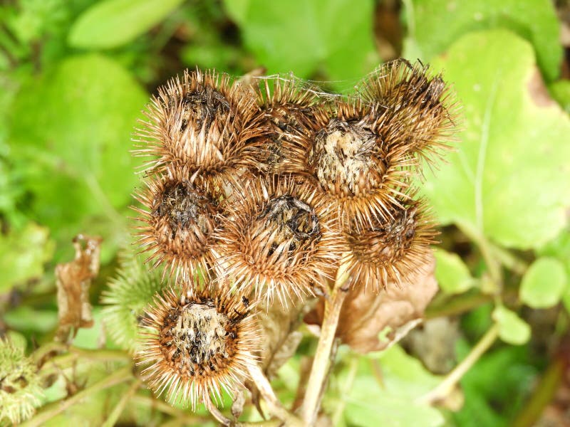 Stickleburr Burdock Goes To Seed in Fall Season Stock Image - Image of ...