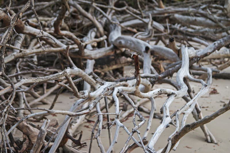 Sticks, Branches and Roots on the Beach Stock Image - Image of tree ...