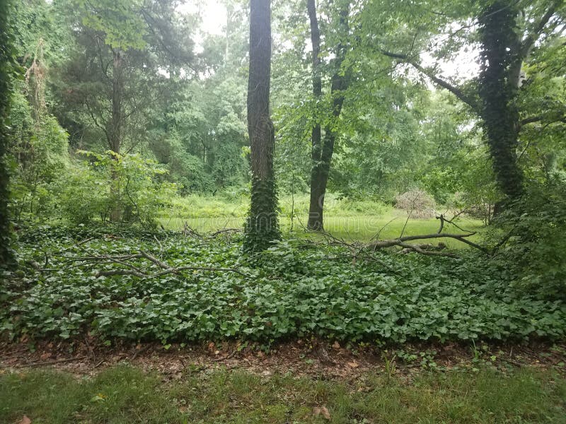 Sticks and Branches and Trees Stock Photo - Image of park, sticks ...