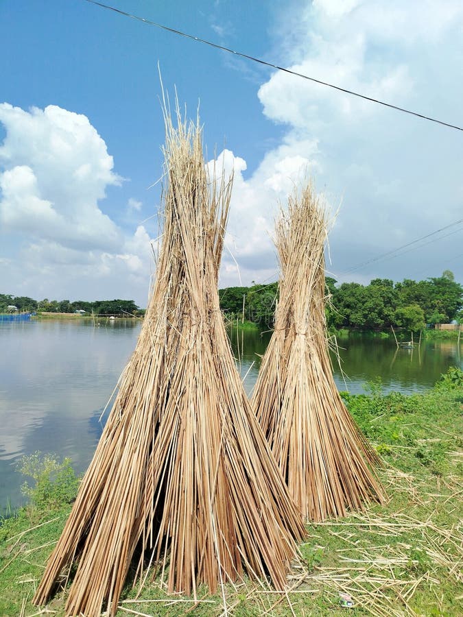 Sticks after Collecting Fiber from Jute Stock Image - Image of feom ...