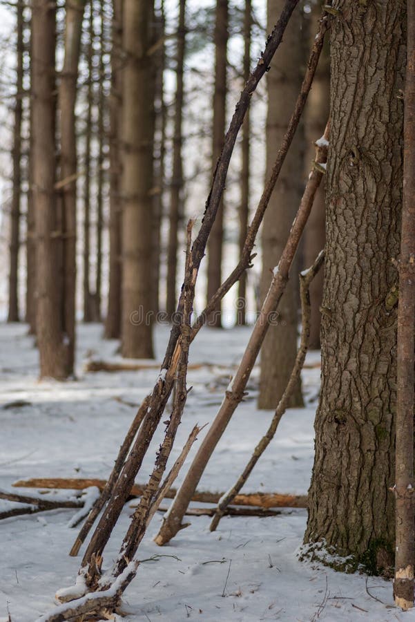 Walking Sticks Leaning Again Tree in Pine Forest in Winter Stock Photo ...