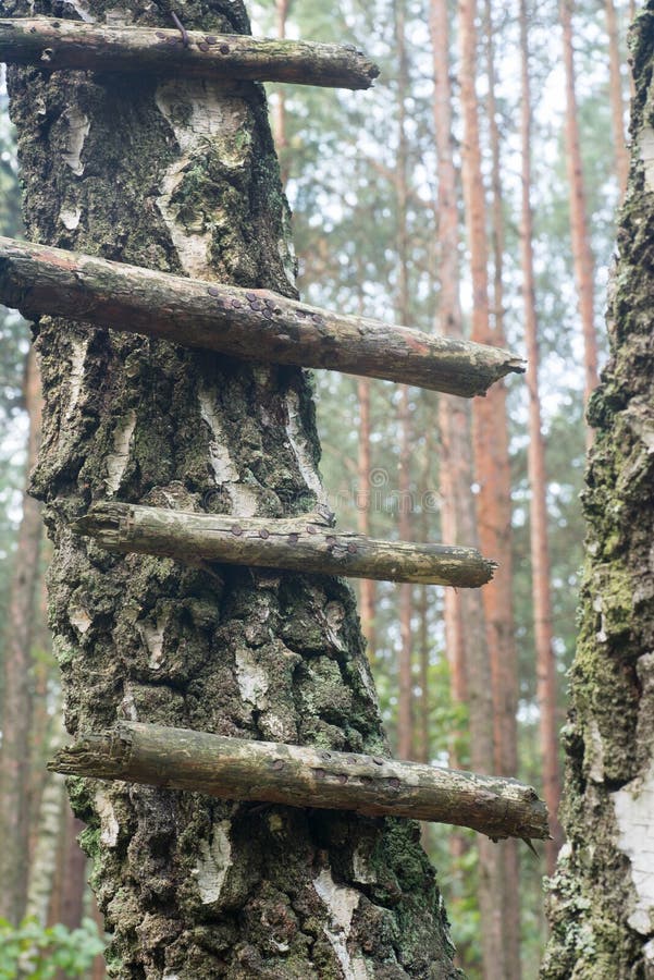 Ladder on tree stock image. Image of outdoors, construction - 125542779