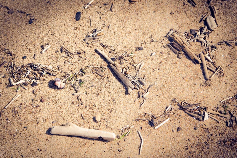 Sticks and Shells on the Sand Stock Photo - Image of sticks, small ...