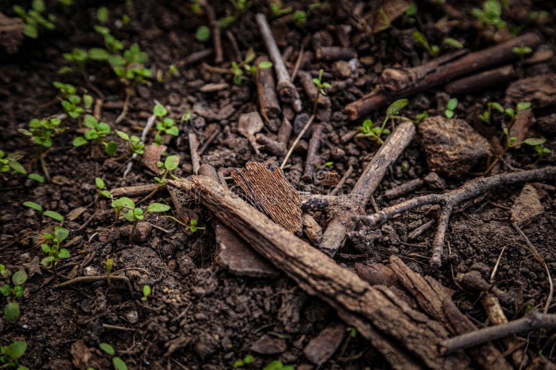 Sticks on the ground stock photo. Image of seasonal - 272230688
