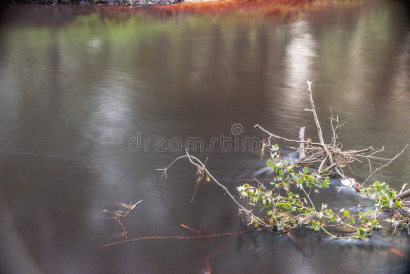 Sticks in a Stream stock photo. Image of spring, peaceful - 195223116
